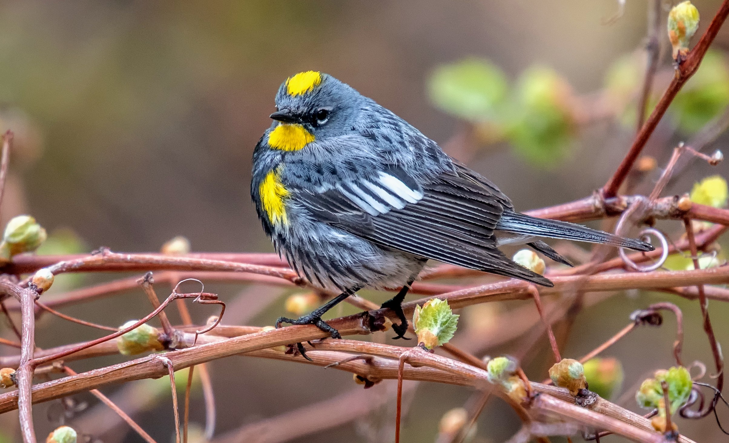 Migratory birds adapt their gut microbes along the journey - Earth.com