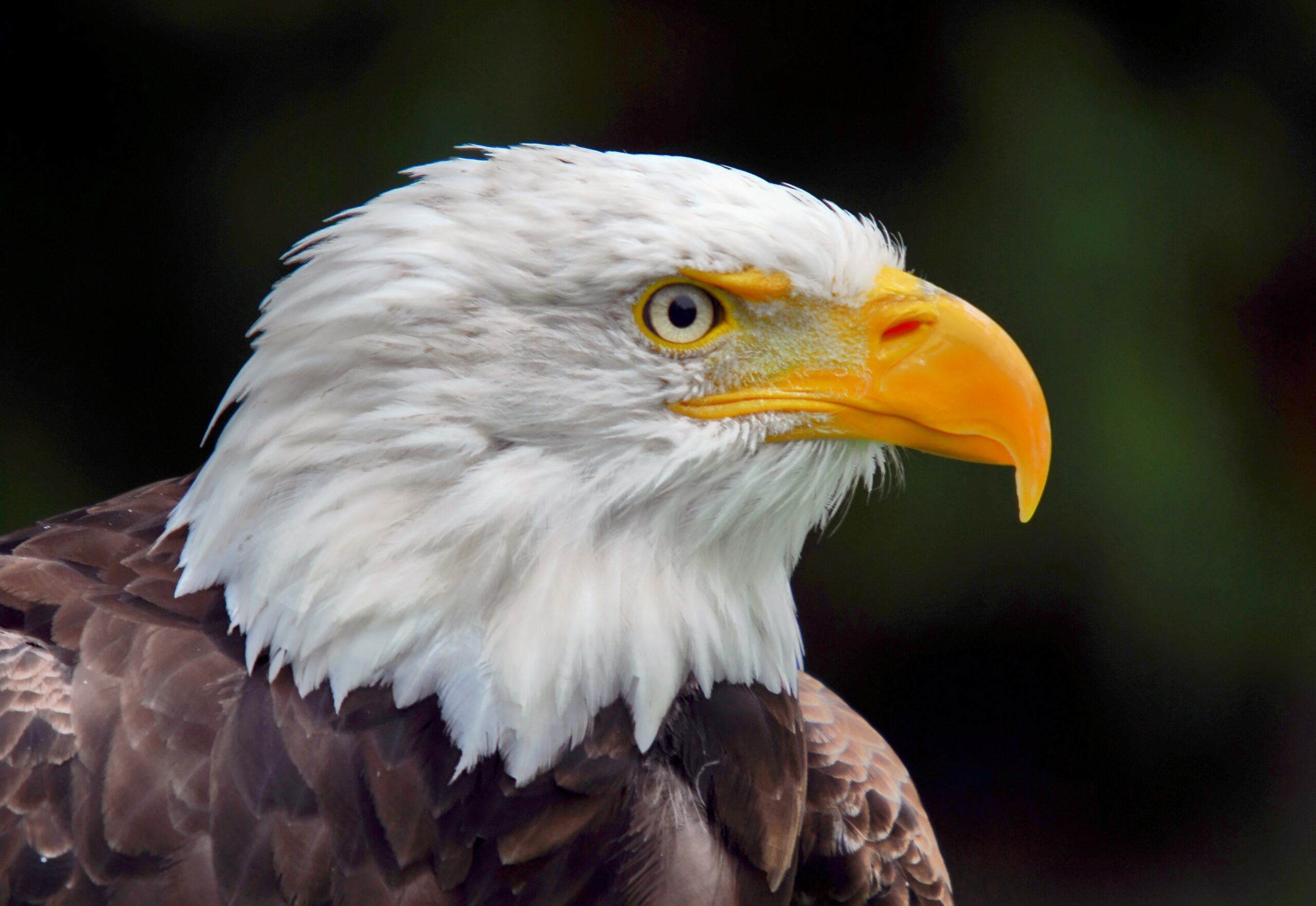 Eagle fossil represents a unique branch of the family tree - Earth.com