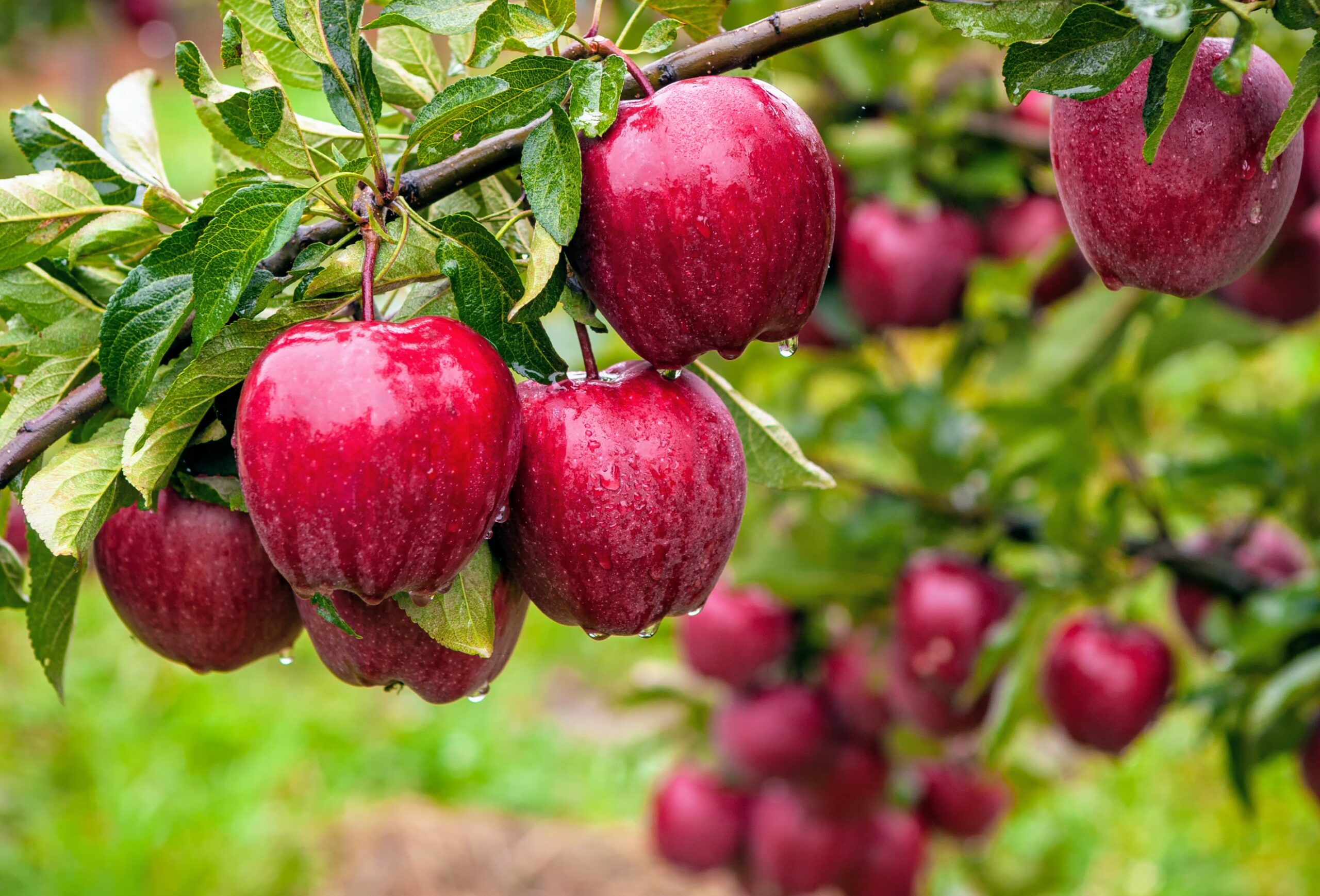 How do apples get their shape? - Earth.com