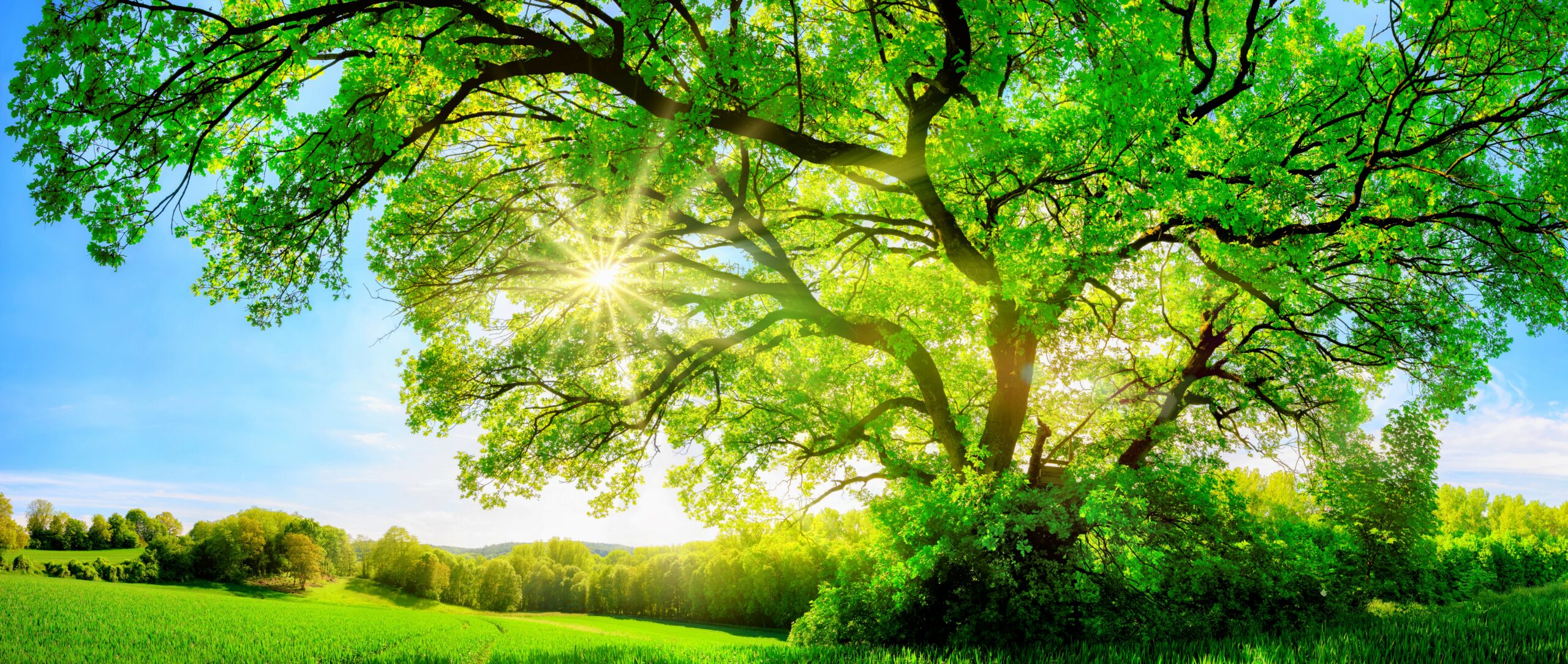 Old oak trees ramp up photosynthesis in response to rising CO2 - Earth.com