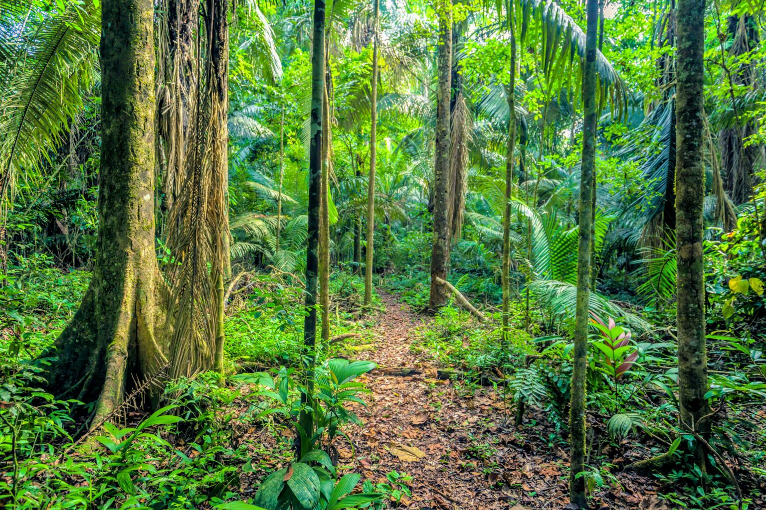 Mystery Amazon species identified after nearly 50 years • Earth.com