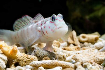 Scientists discovered three new species of freshwater goby fish • Earth.com