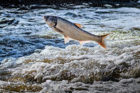 Invasive fish can cause ecosystem collapse • Earth.com