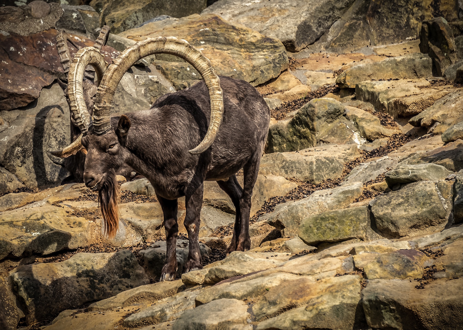 All About the Mysterious Alpine Ibex - Earth.com