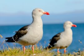 Seabirds are damaging their health by eating plastic • Earth.com