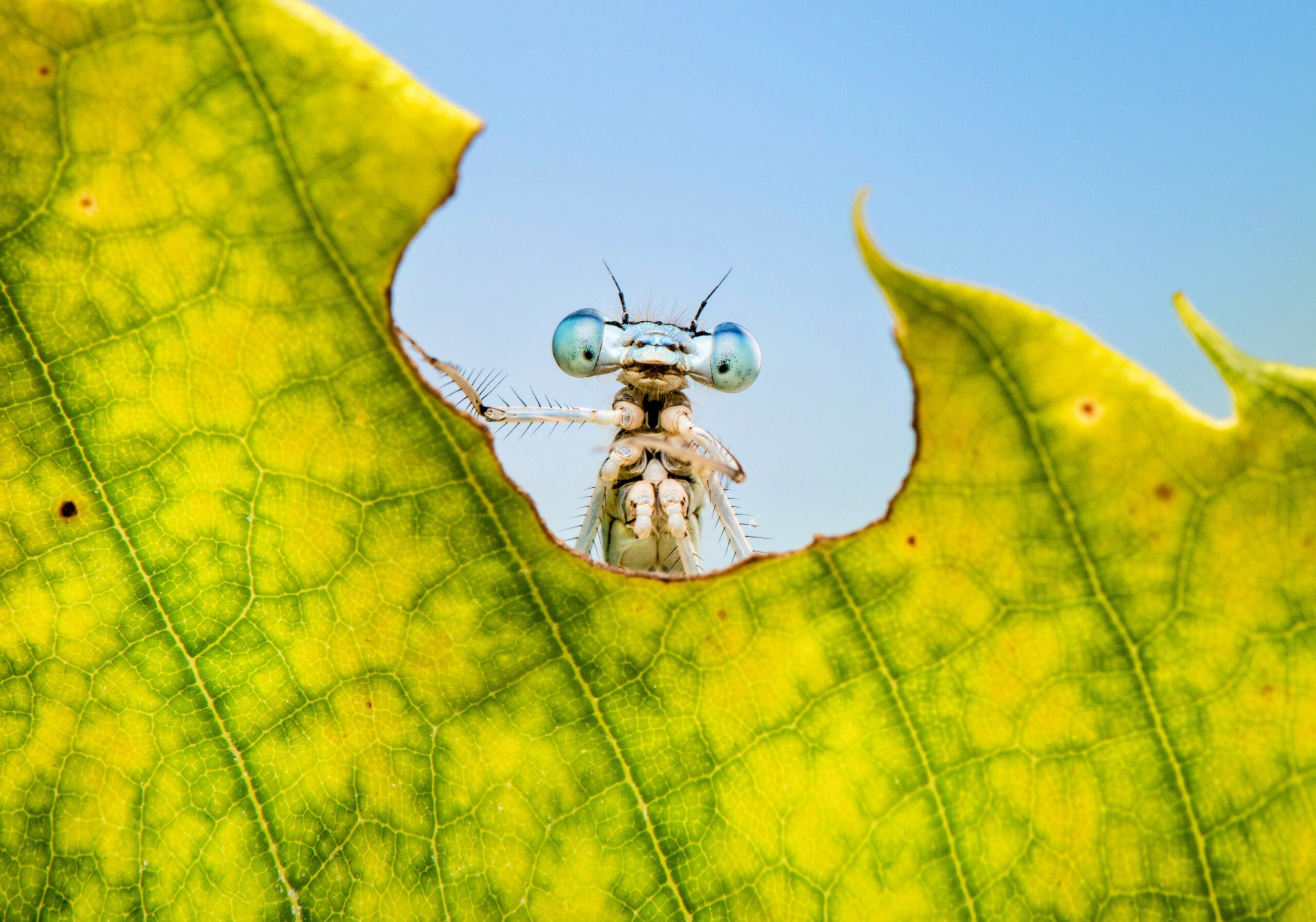 Land use and climate are major contributors to insect decline - Earth.com