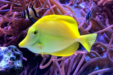 Fish have better color perception than humans • Earth.com