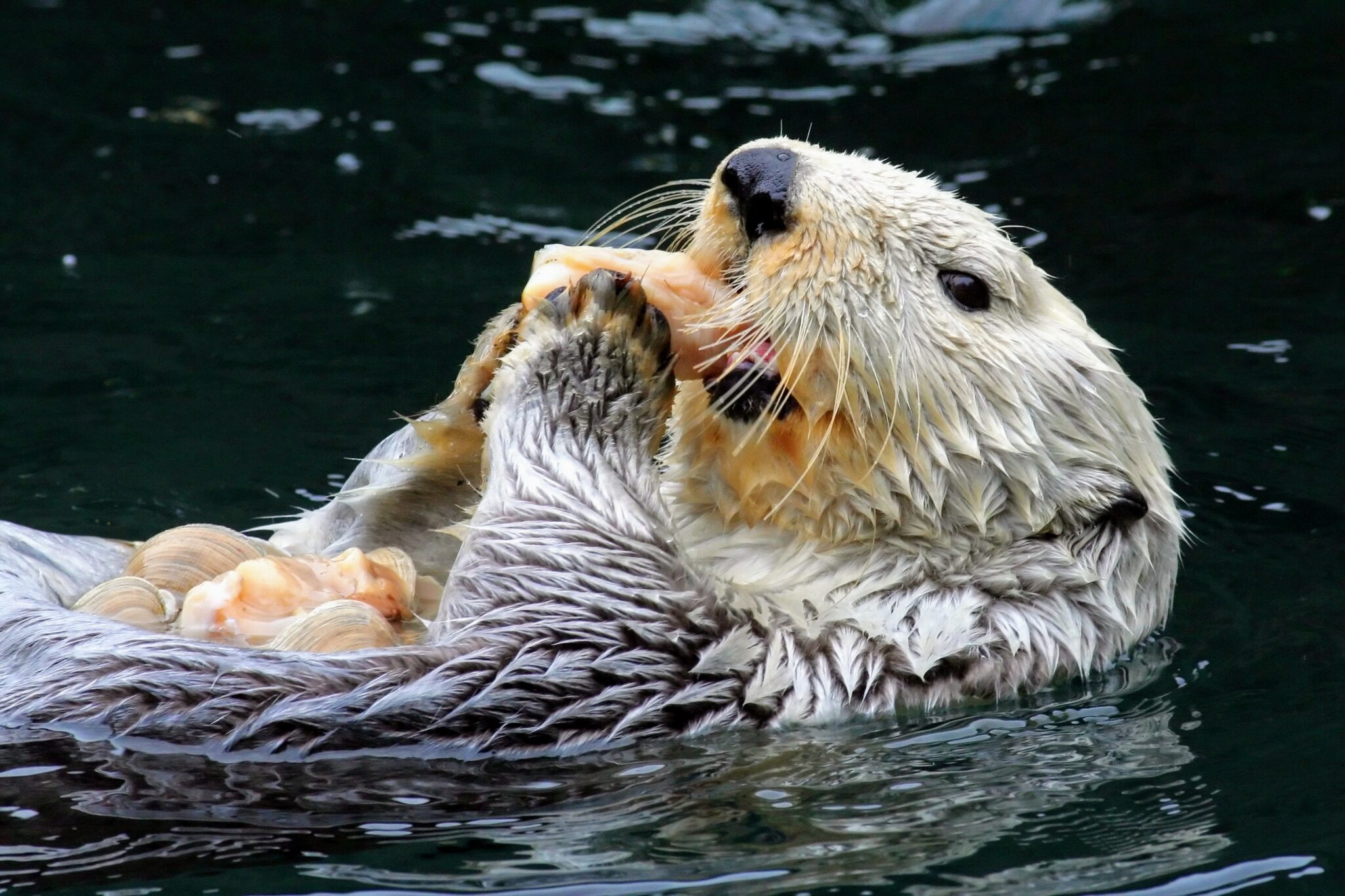 Digging sea otters promote eelgrass genetic diversity • Earth.com