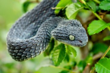 Snakes had an evolutionary explosion after dinosaur extinction • Earth.com