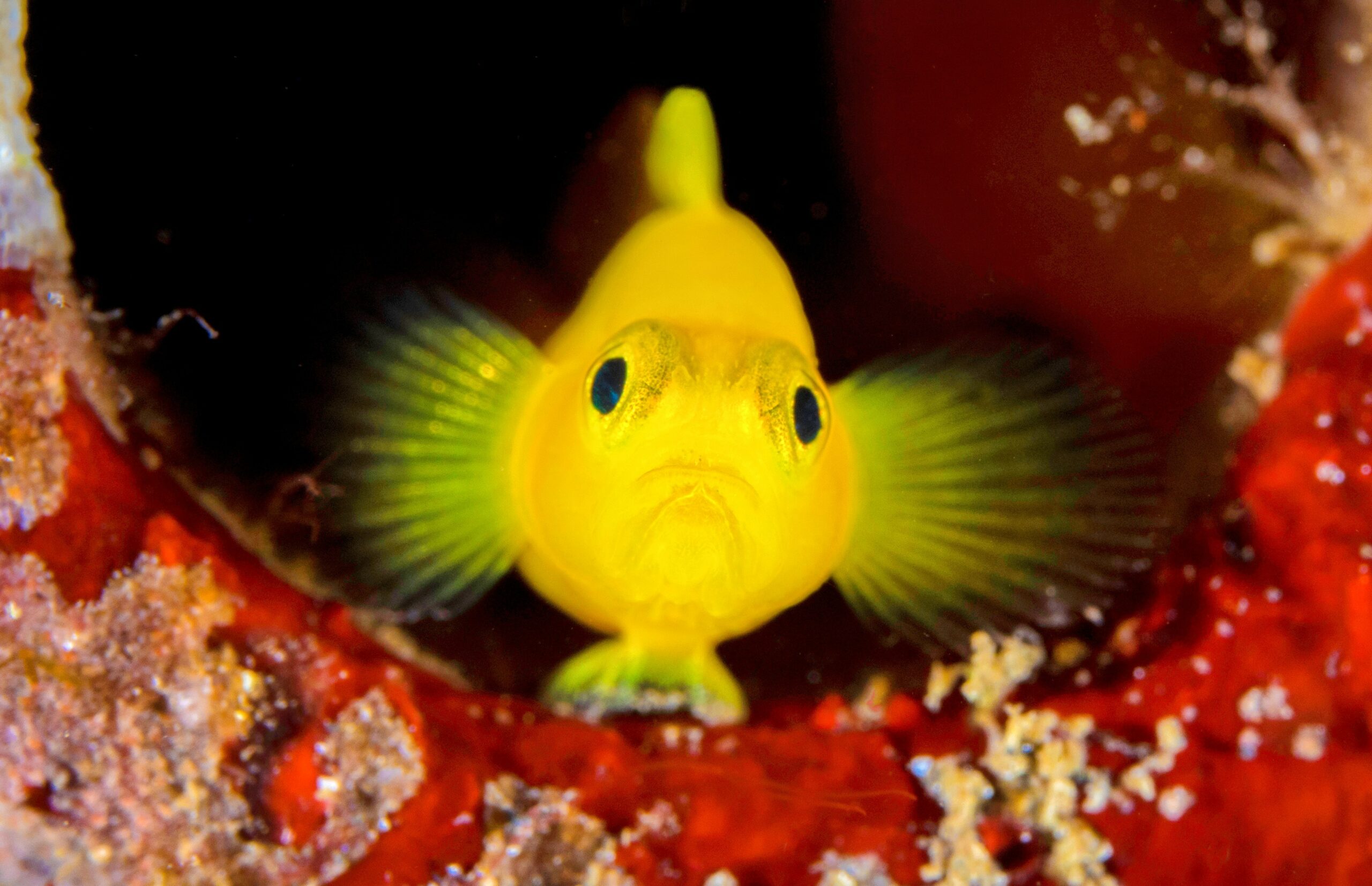 Gobies produce better camouflage when they are alone - Earth.com