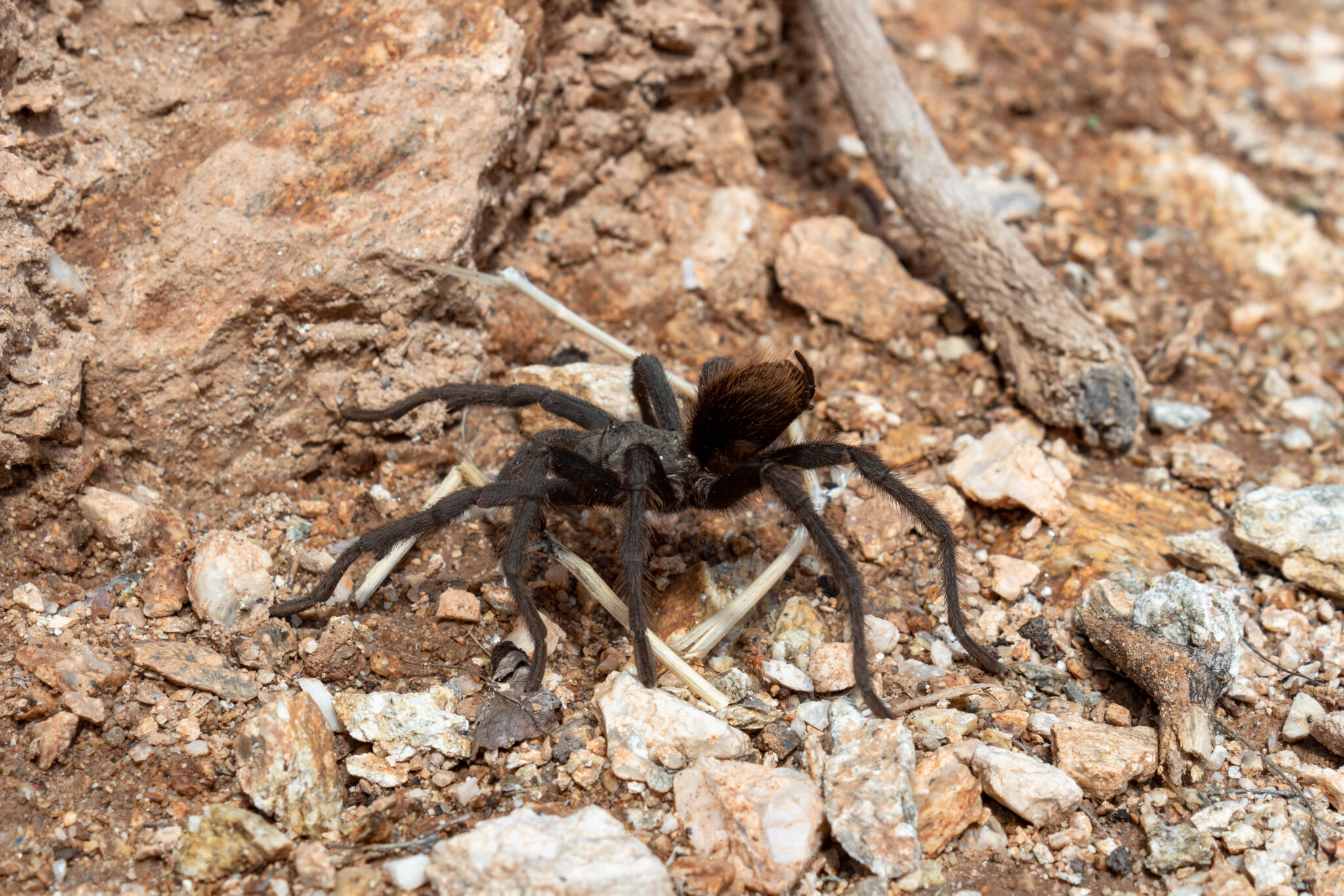 Tarantula Spider - Earth.com