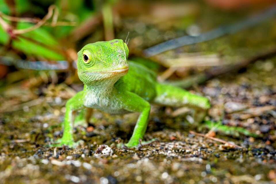 Lizards regenerate perfect tails through stem-cell therapy • Earth.com