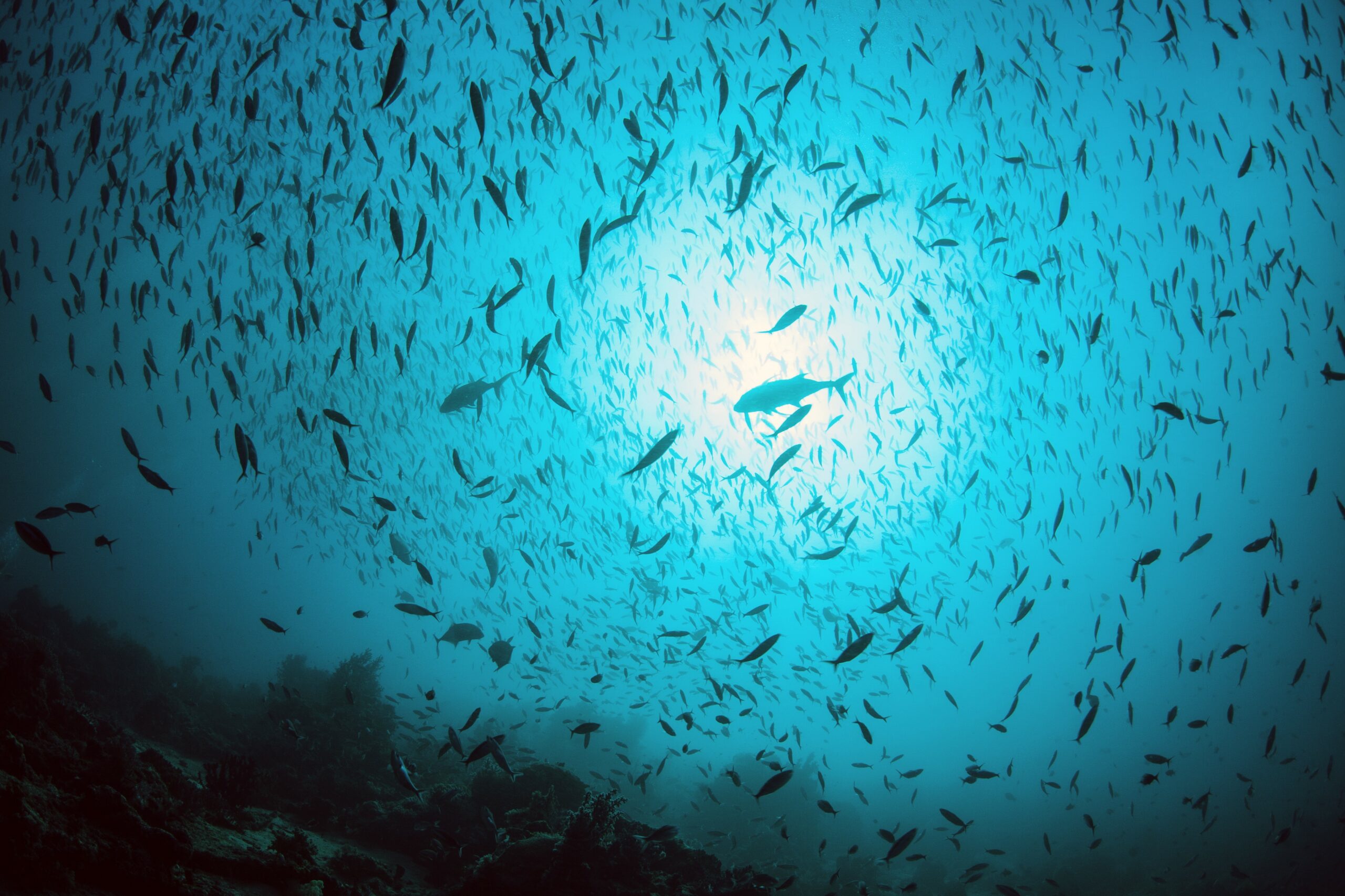 Climate change will profoundly affect plankton communities - Earth.com