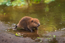 Why Do Beavers Build Dams? - Earth.com