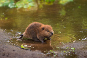 Por que os castores constroem barragens?