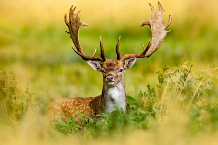 Environmental change makes animals alter their behavior • Earth.com