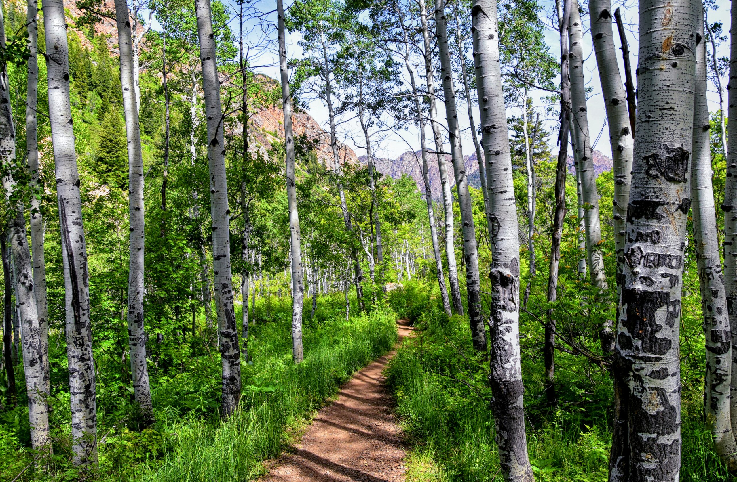 Secrets of forest mortality can be found underground - Earth.com