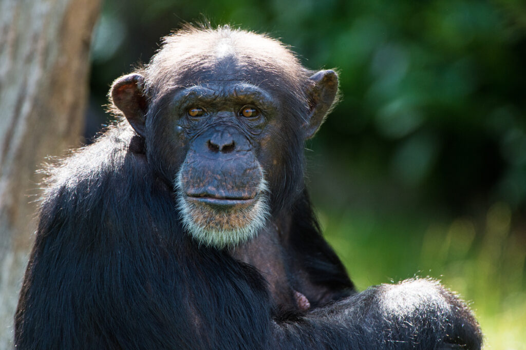 Chimpanzees give us clues about early human evolution • Earth.com