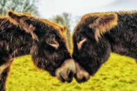 How do animals interact within social groups? • Earth.com