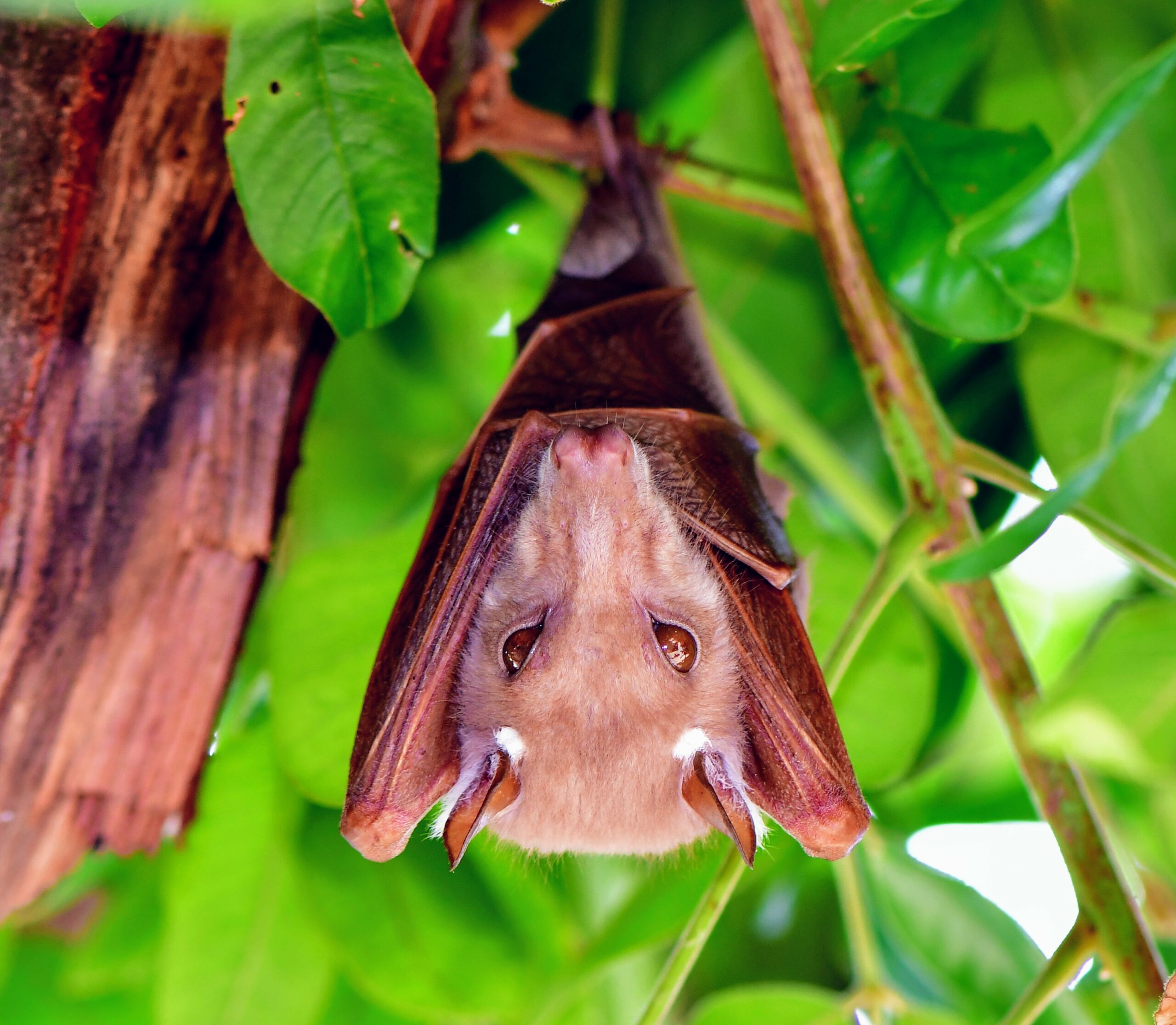 Bats have brains that synchronize when they socialize - Earth.com