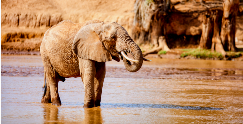 Kenya's most important waterway, the Tana River - Earth.com