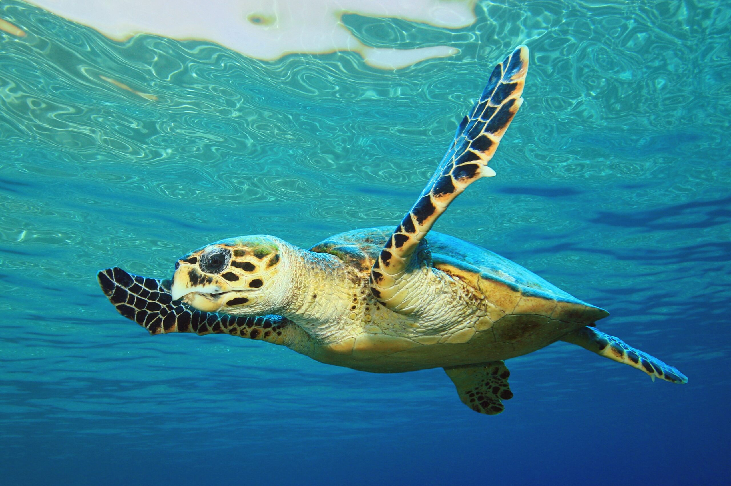 The coast of France may be a death trap for sea turtles - Earth.com