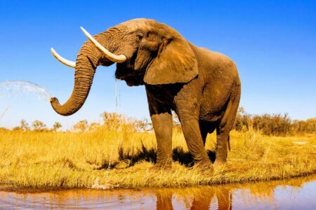New secrets revealed about the evolution of mammal tusks • Earth.com