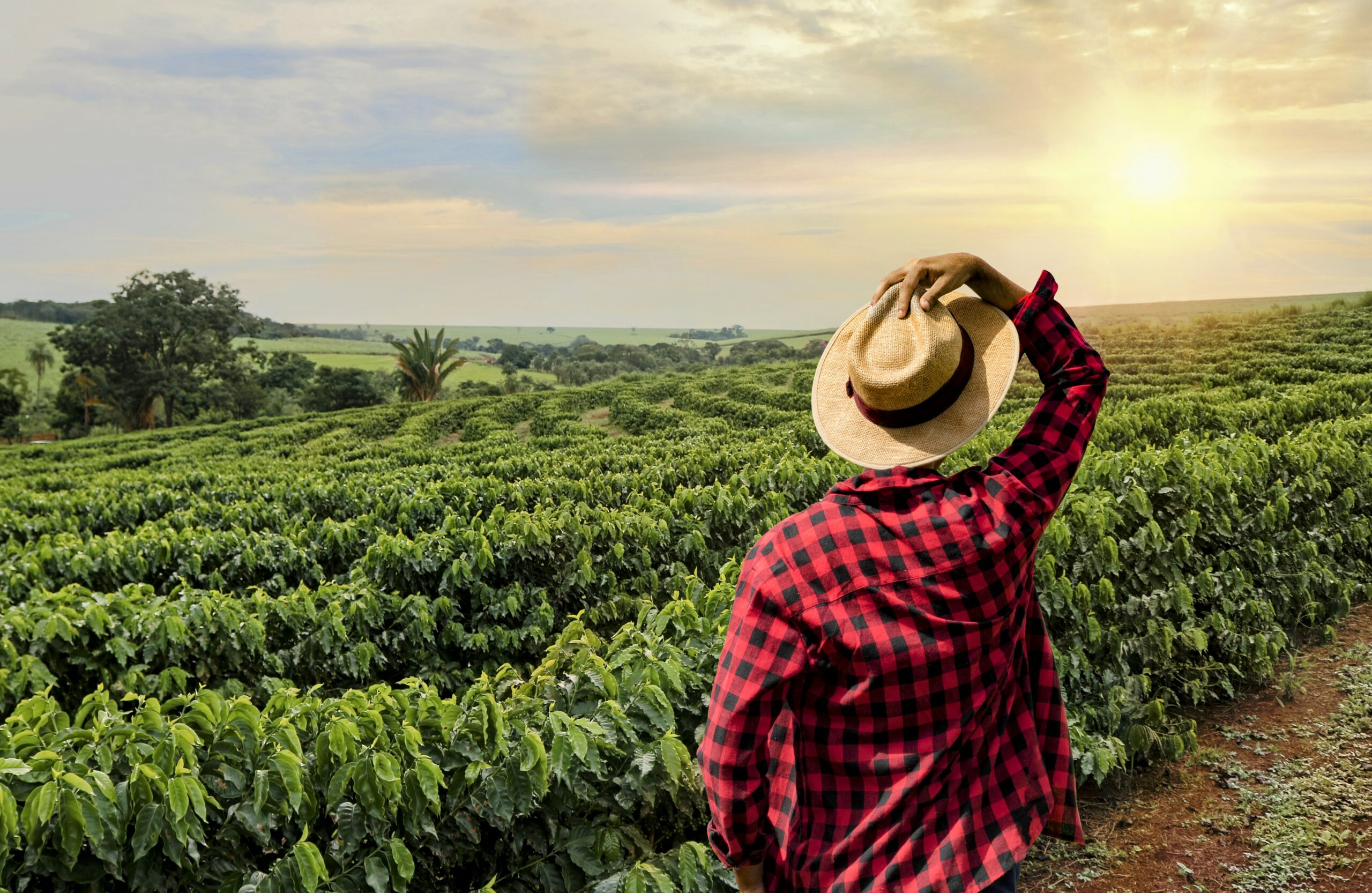 Climate change will impact the quality and taste of coffee - Earth.com