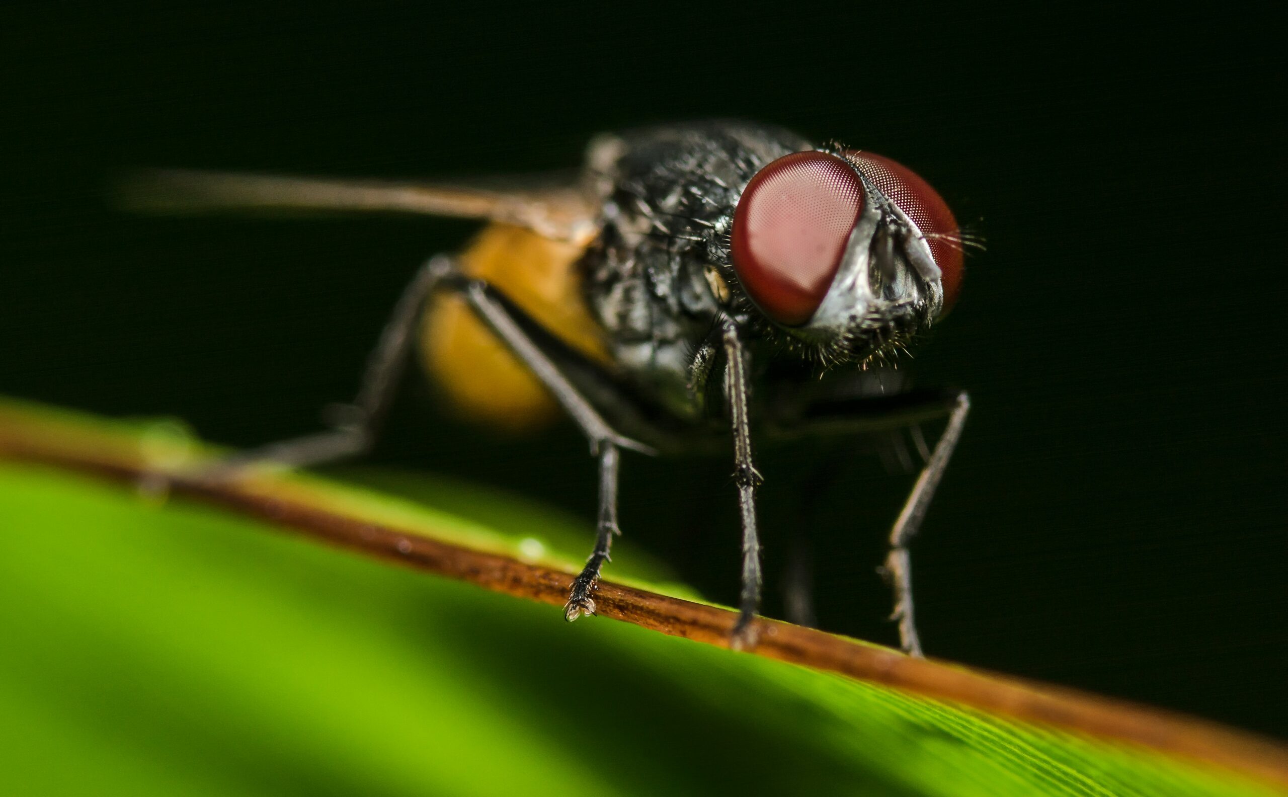 Flies respond to danger like humans - Earth.com