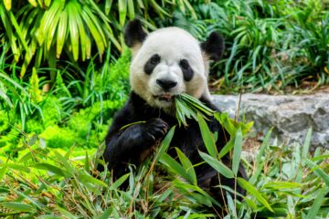 Giant pandas have the perfect camouflage for their natural habitat ...