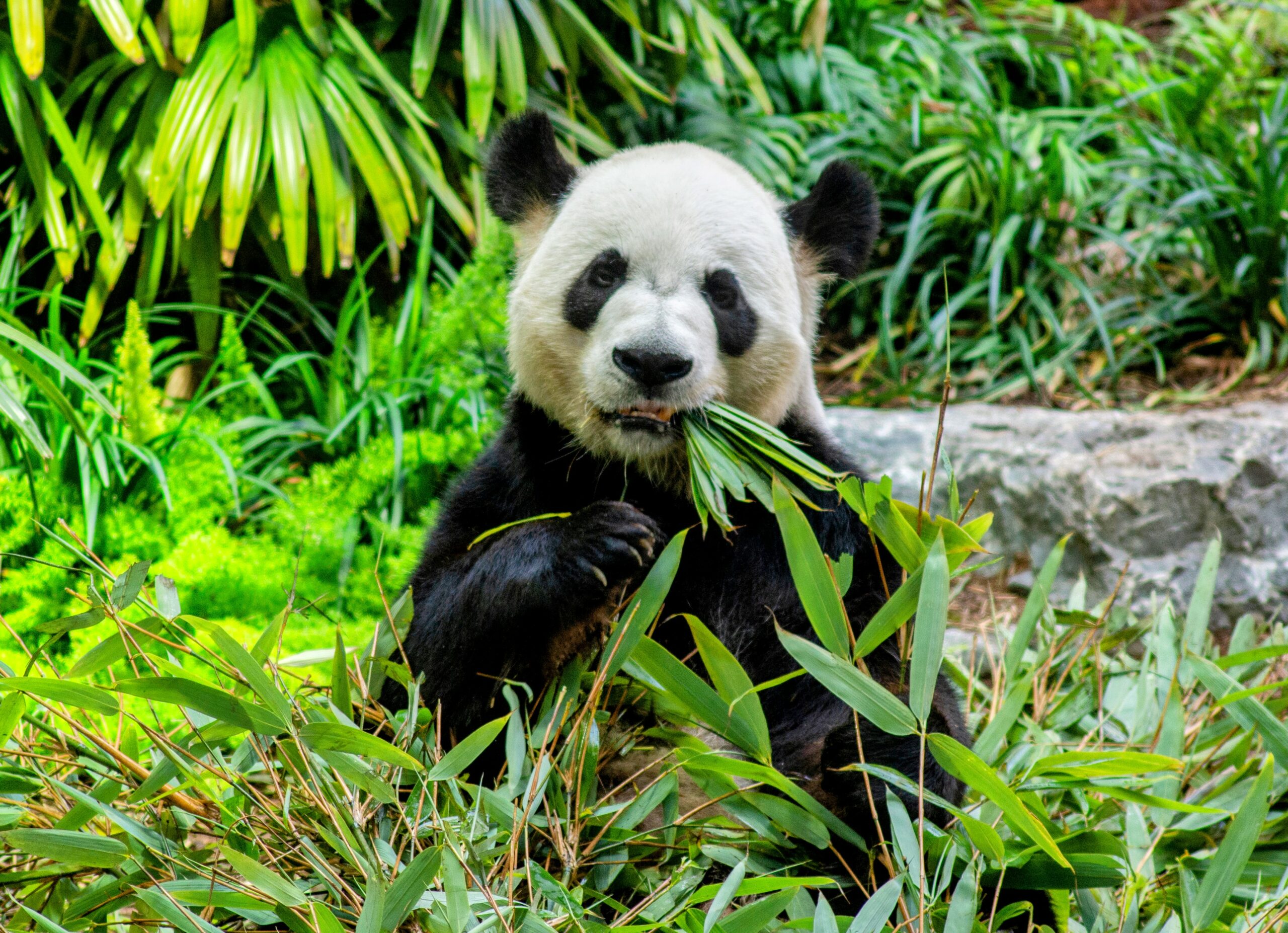 Giant Panda Habitat Facts