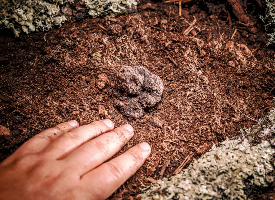 Study reveals that birds hunt for truffles - Earth.com