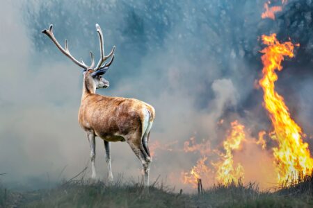 Deer return to fire-ravaged territories while trees are "still ...