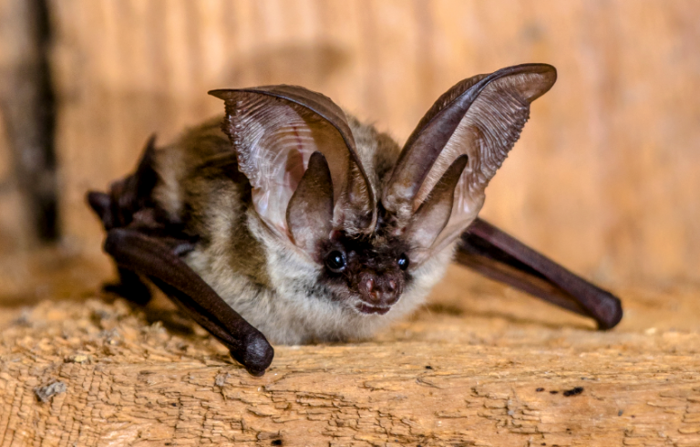 Tracking endangered bats across Indiana forests • Earth.com