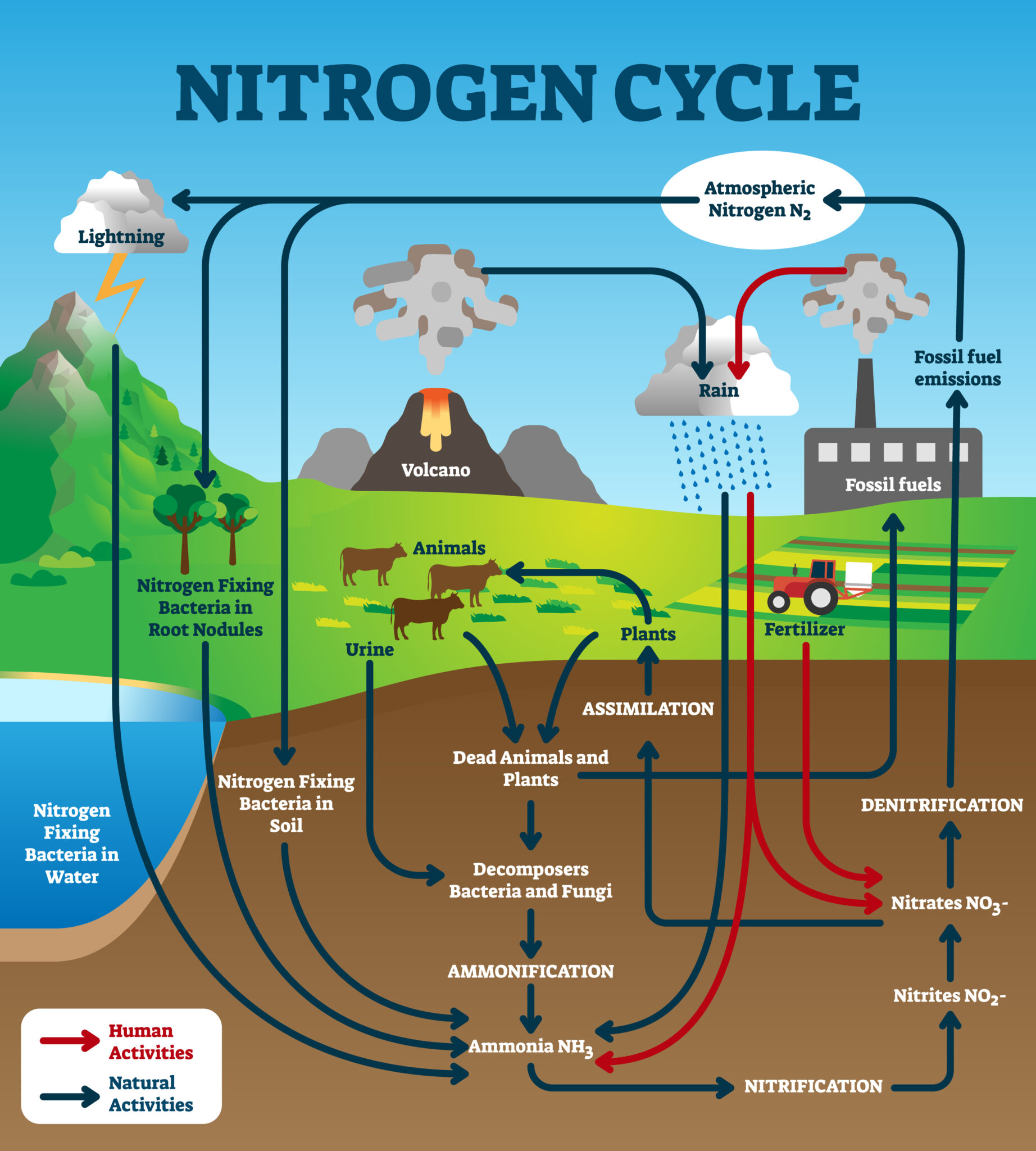 Why is the Nitrogen Cycle So Important? - Earth.com