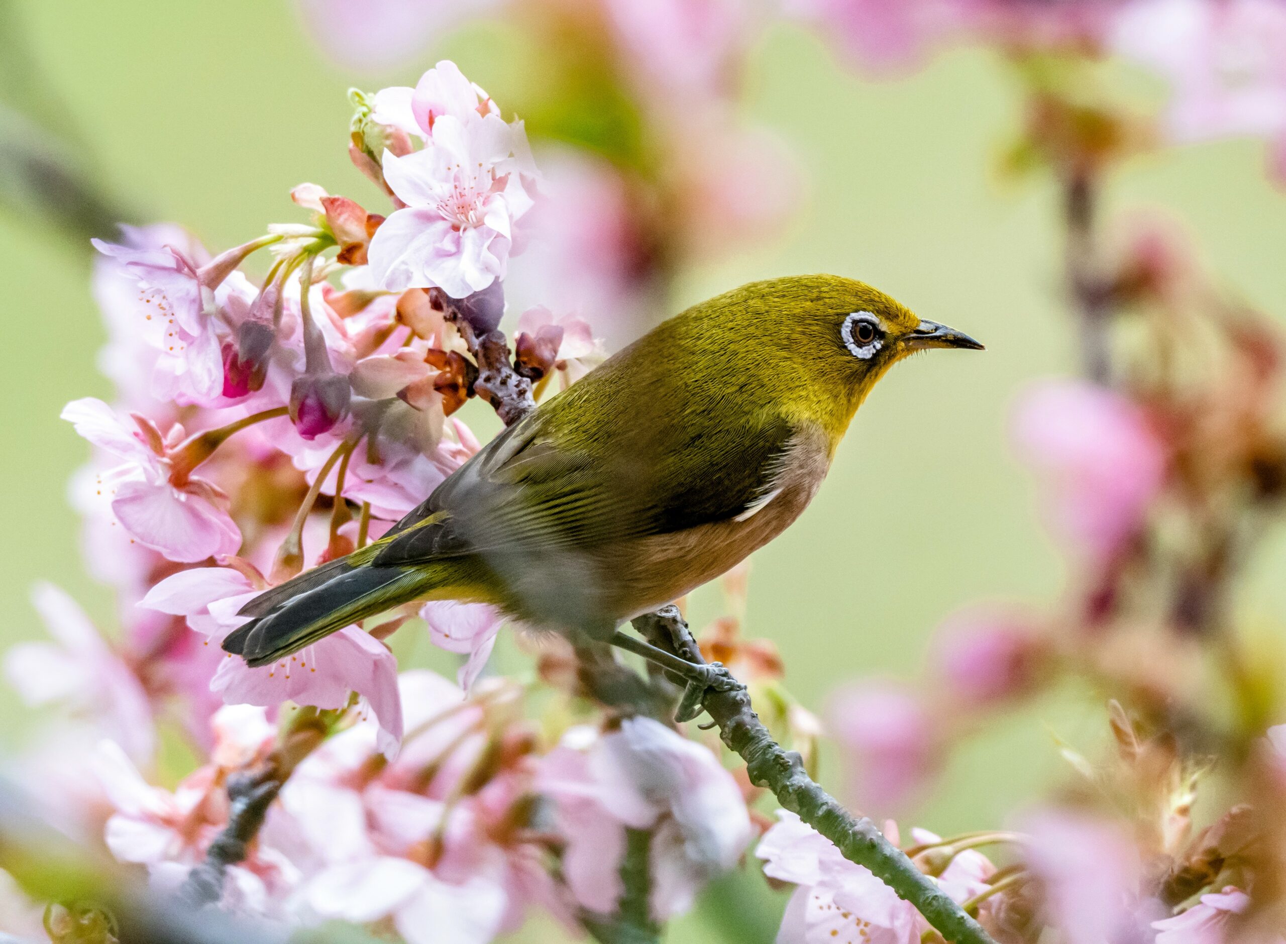 The bird songs of spring are getting quieter - Earth.com