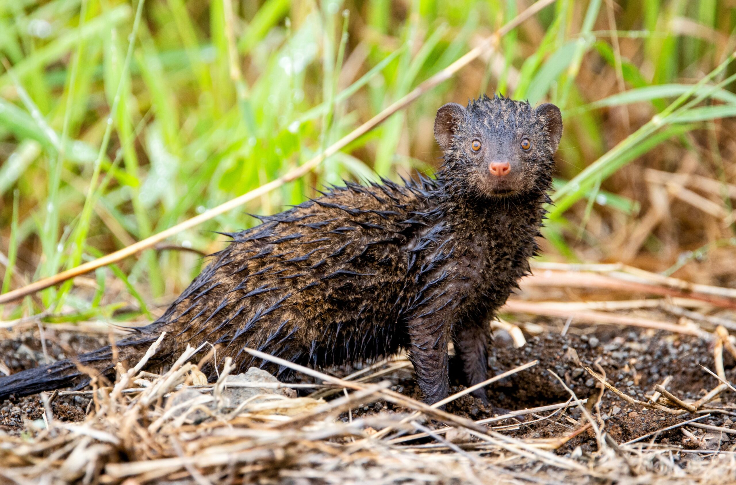 Mongooses recognize bullies and give them the cold shoulder - Earth.com