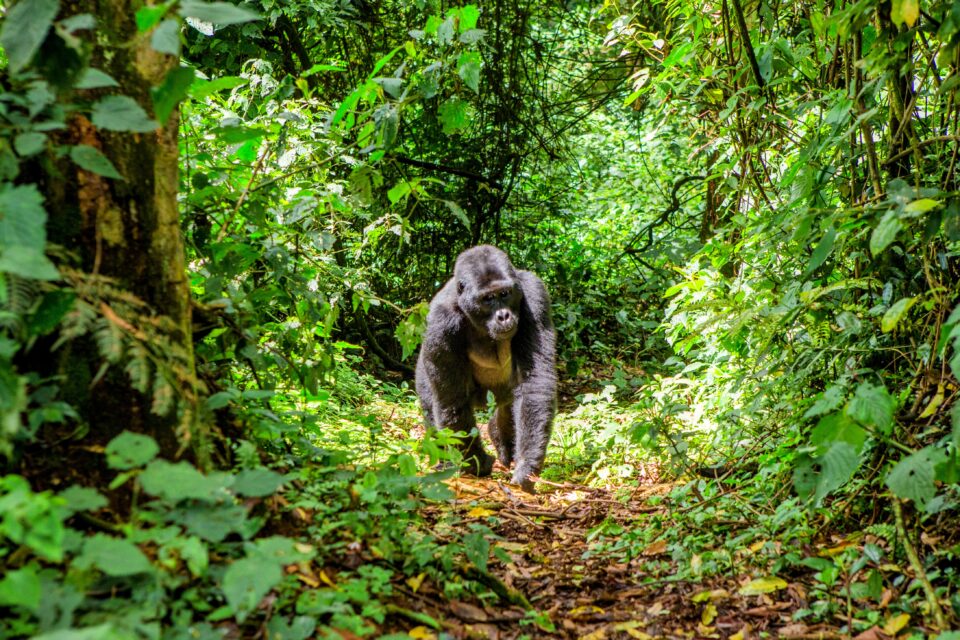 Progressive approach brings new hope to forest conservation • Earth.com