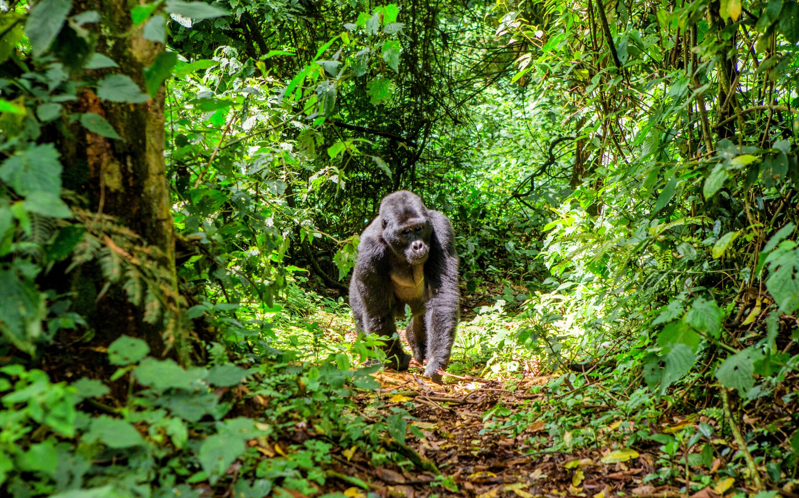 Progressive approach brings new hope to forest conservation - Earth.com