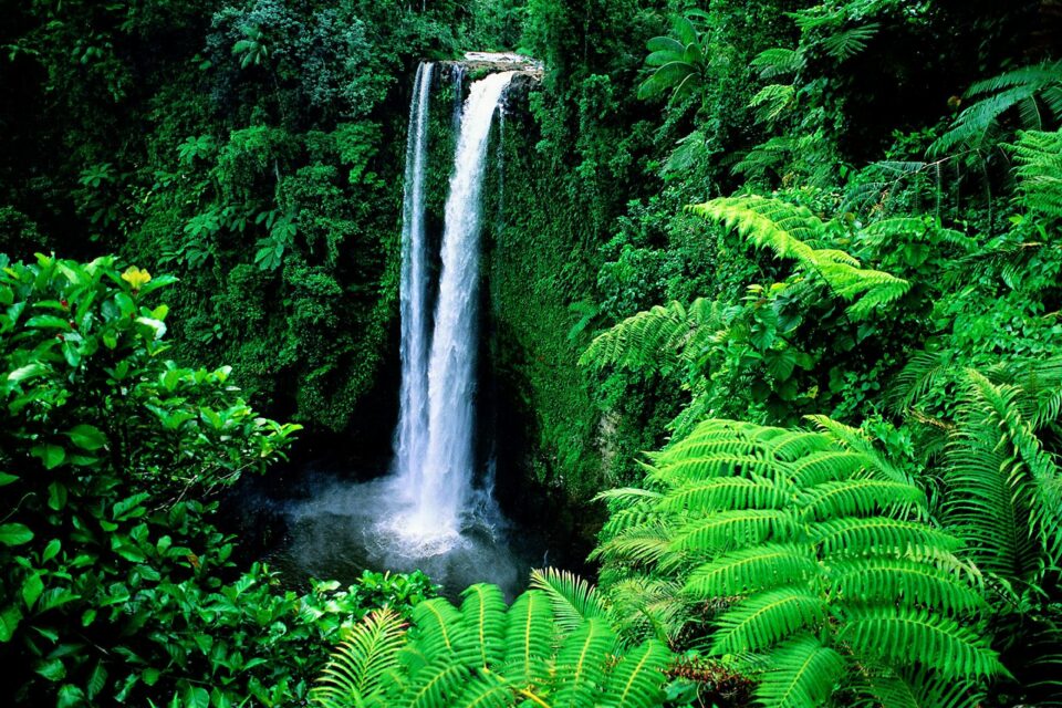 Small Samoan plant has huge healing potential • Earth.com