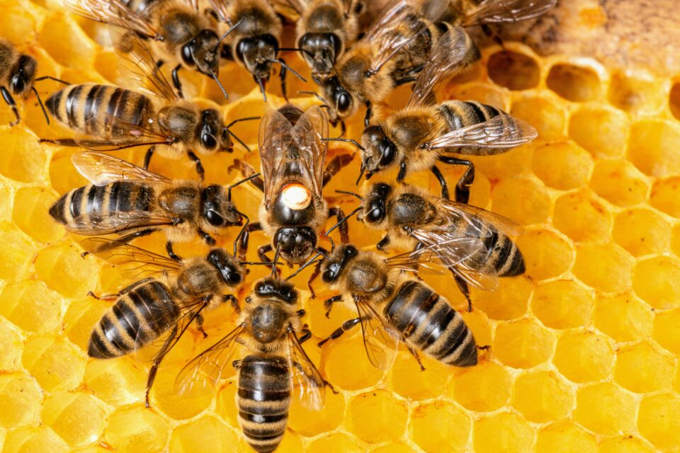 When it comes to bee colonies, size matters • Earth.com