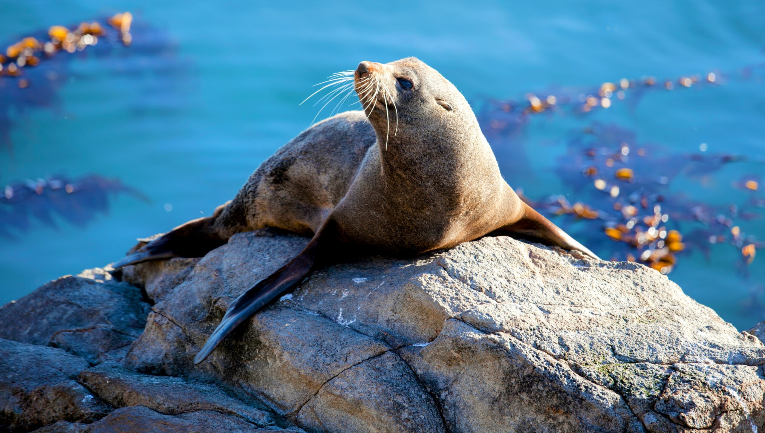 Animals good at vocal learning can fake their size - Earth.com