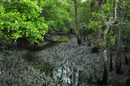 The Magical, Mystical World of Sundarbans - Earth.com