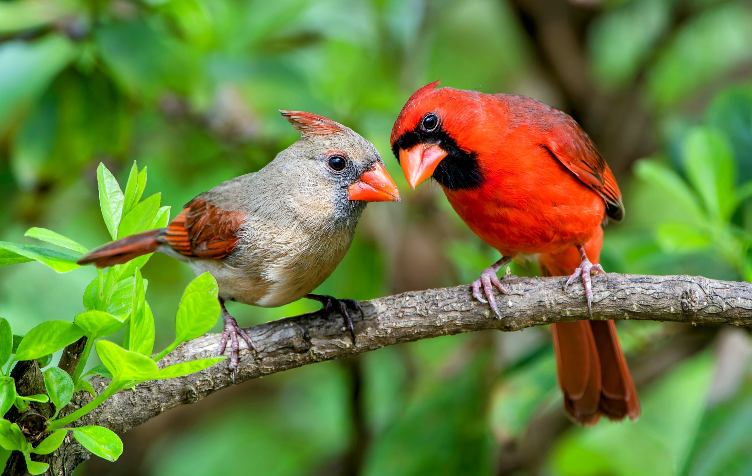 Dopamine plays a central role in songbird mating - Earth.com