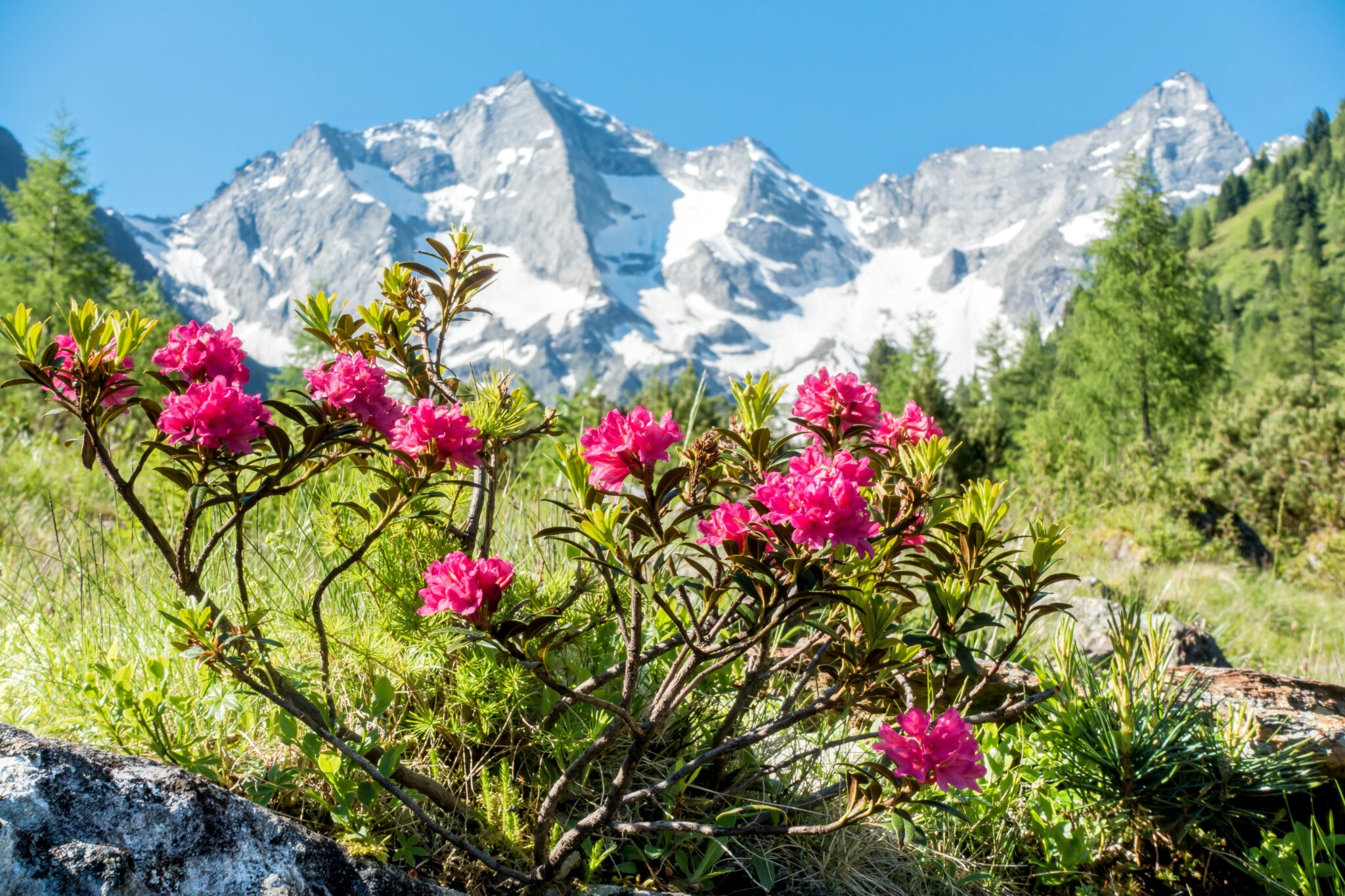 Caterpillars spotted for the first time on alpine rose leaves • Earth.com