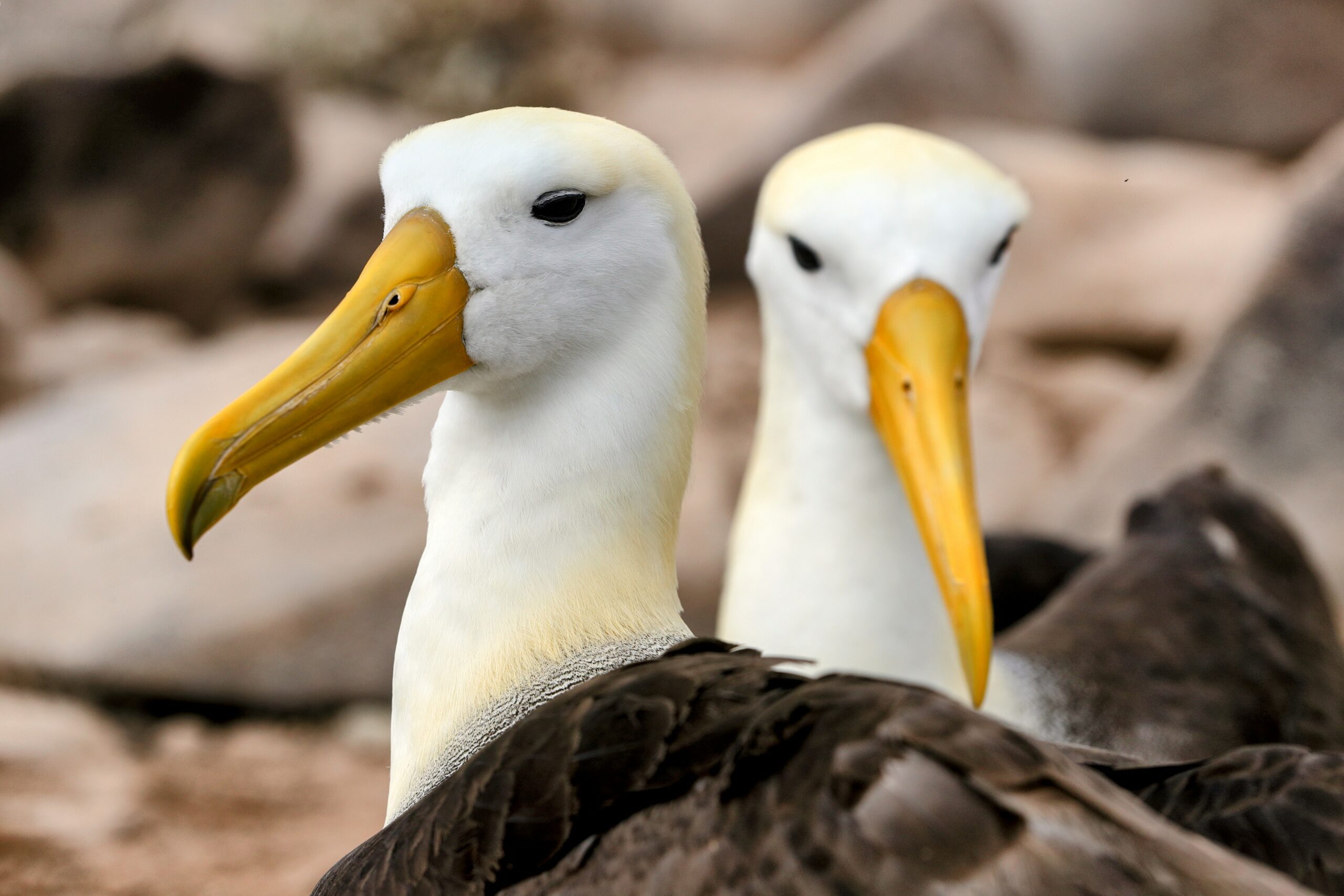Albatrosses are divorcing more due to climate change - Earth.com