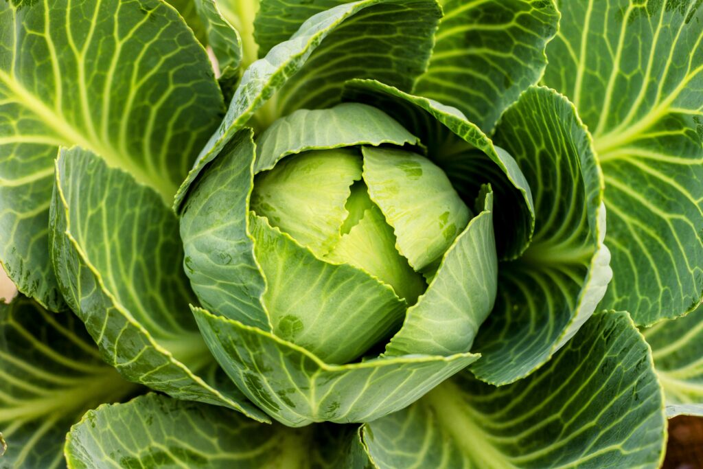 New hope for preventing black rot disease in vegetables • Earth.com