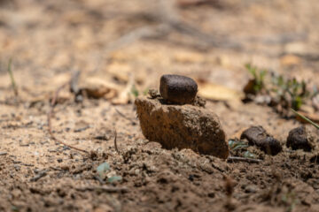 Wombats and the Mystery of Cubed Poop - Earth.com