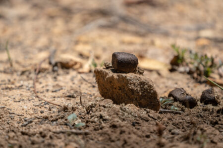 Wombats and the Mystery of Cubed Poop - Earth.com