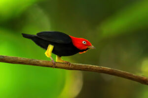 15 Interesting Birds You Didn’t Know About - Earth.com